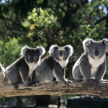 Go Insurance – Go Insurance Travel