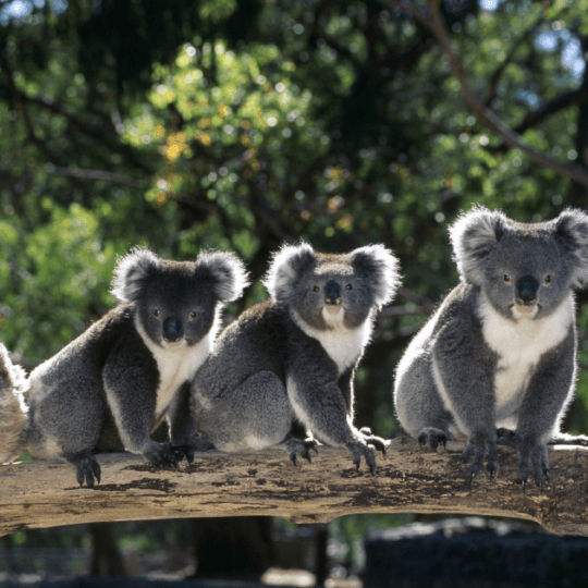 Go Insurance – Go Insurance Travel